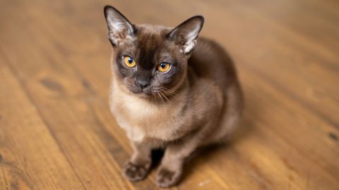 20 mischievous cat breeds | PetsRadar