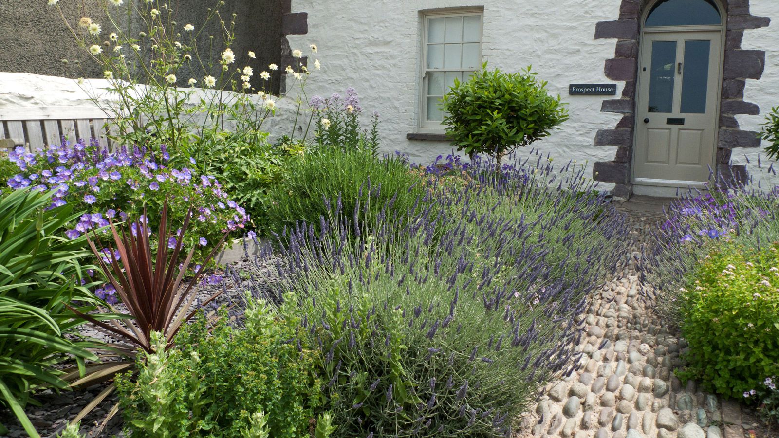 Best front yard plants: 16 low-maintenance plants and shrubs