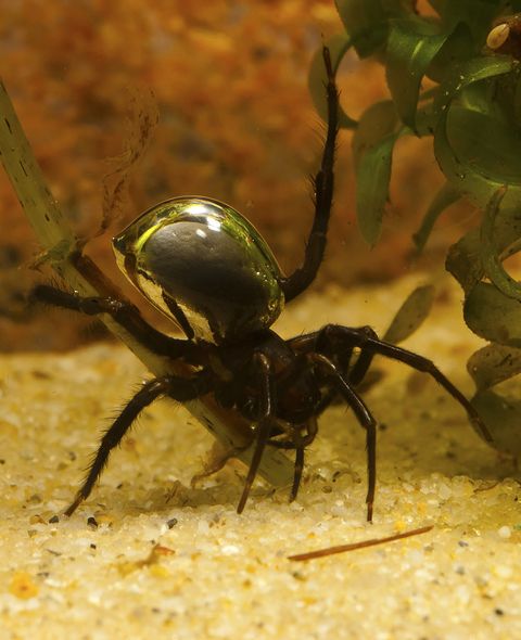 Underwater Gallery: Diving Spiders | Live Science
