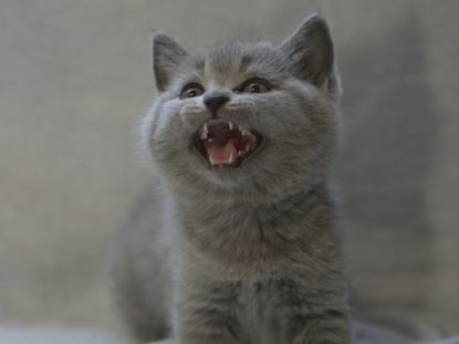 Why do cats actually meow? | Marie Claire UK