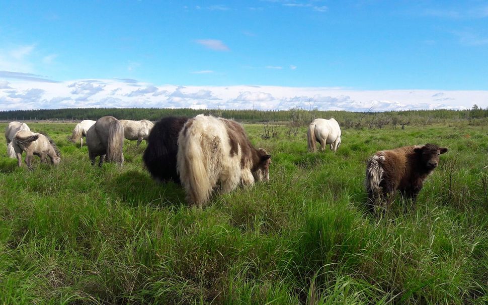 Russian Scientists Hope to Restore Ice Age Steppe with 'Pleistocene ...