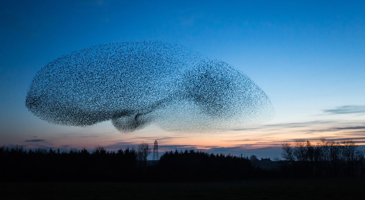 Collective nouns for birds: Why we call it a murder of crows ...