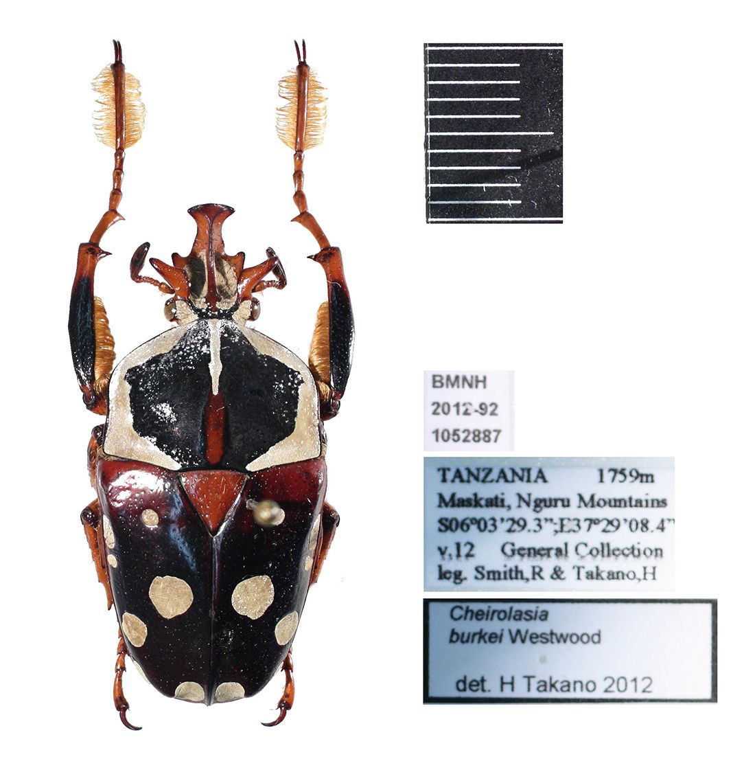 Meet the Beetles: Stunning Museum Specimens from London | Live Science
