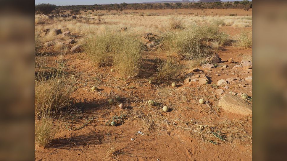 Where did watermelons come from? | Live Science