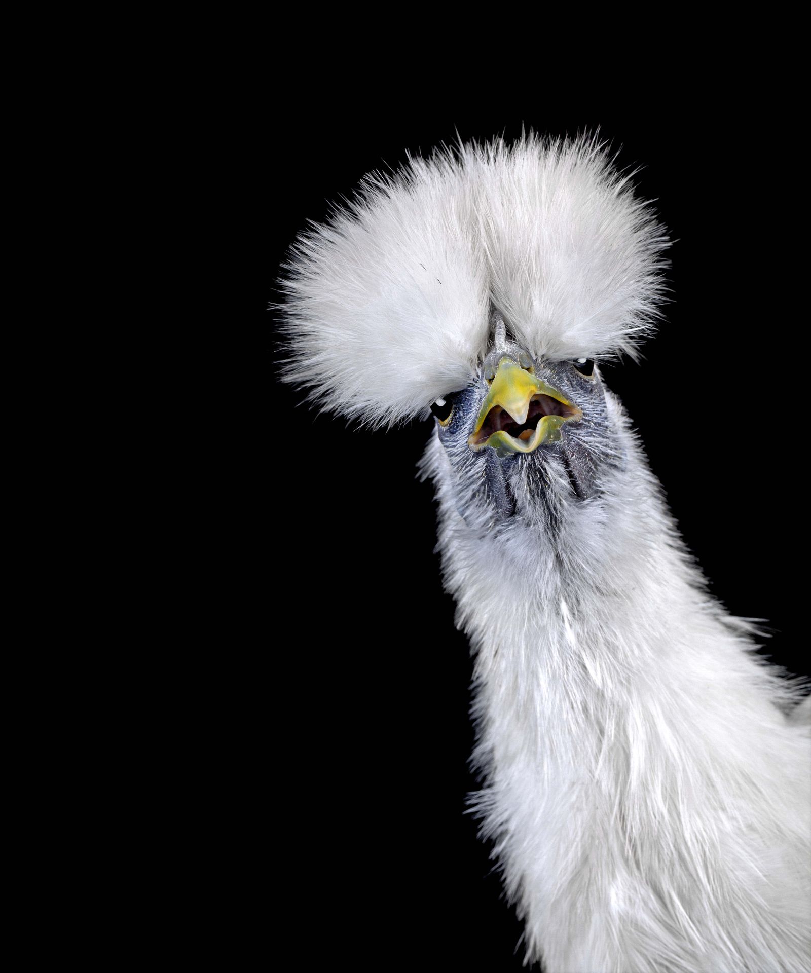 The pomp and circumstance of chickens | The Week