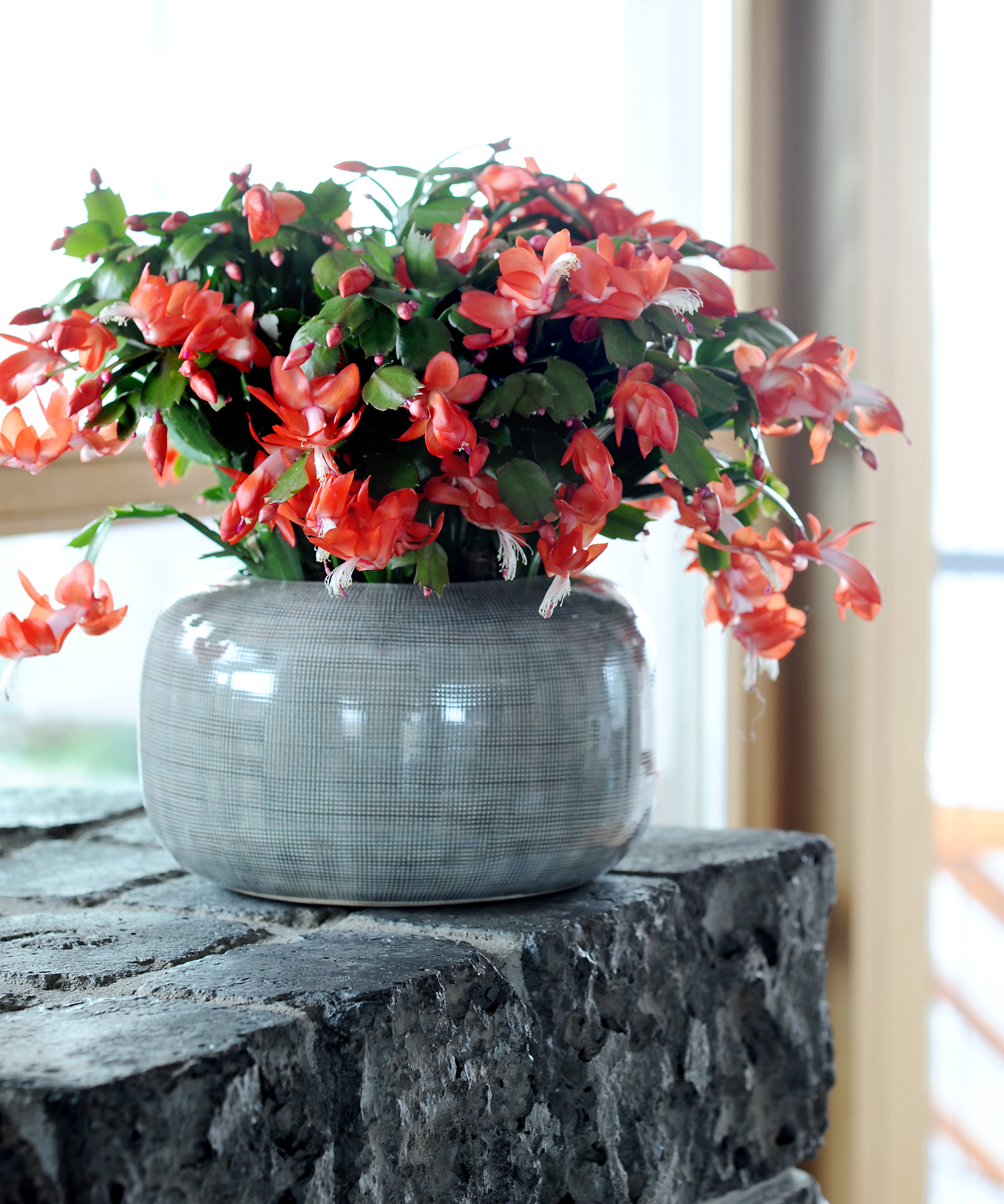 Floral trends 2023: the best beautiful blooms, as revealed by the ...