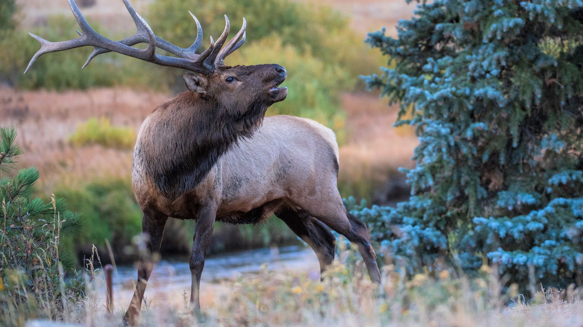 Careless Rocky Mountain tourists learn just how high a bull elk can ...