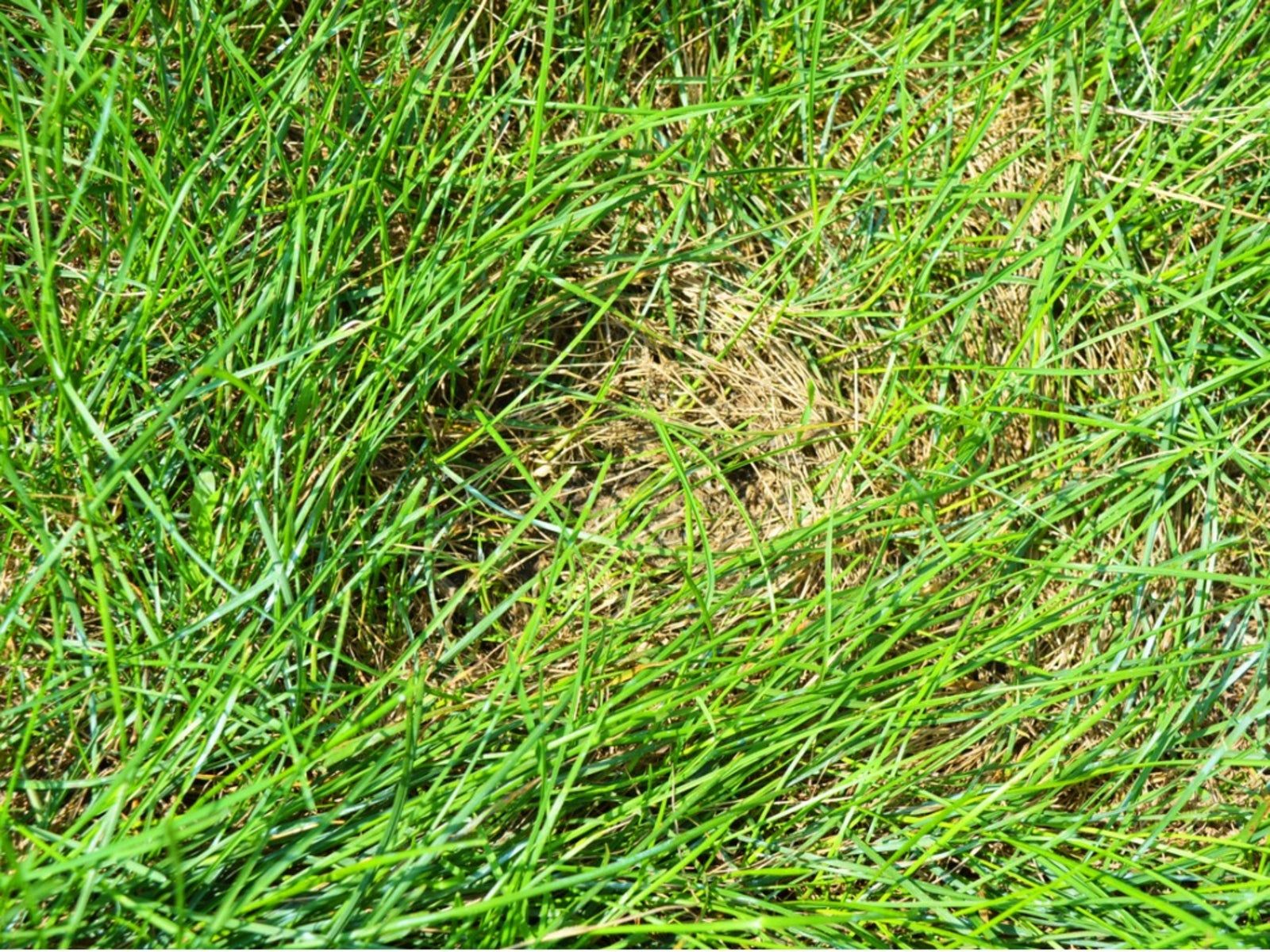 Spongy Lawn Issues: How To Deal With Lawn Thatch | Gardening Know How