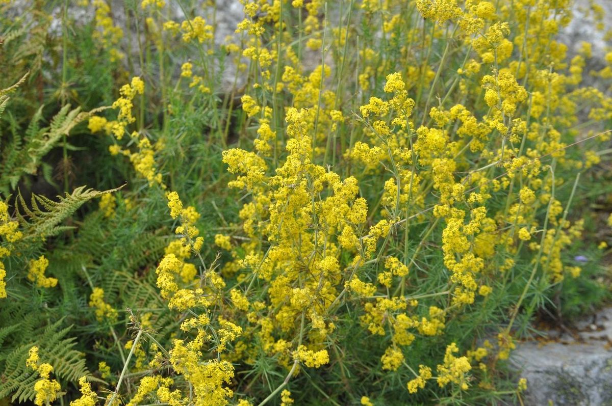 Uses Of Lady's Bedstraw: Tips On Growing Lady's Bedstraw In The Garden ...