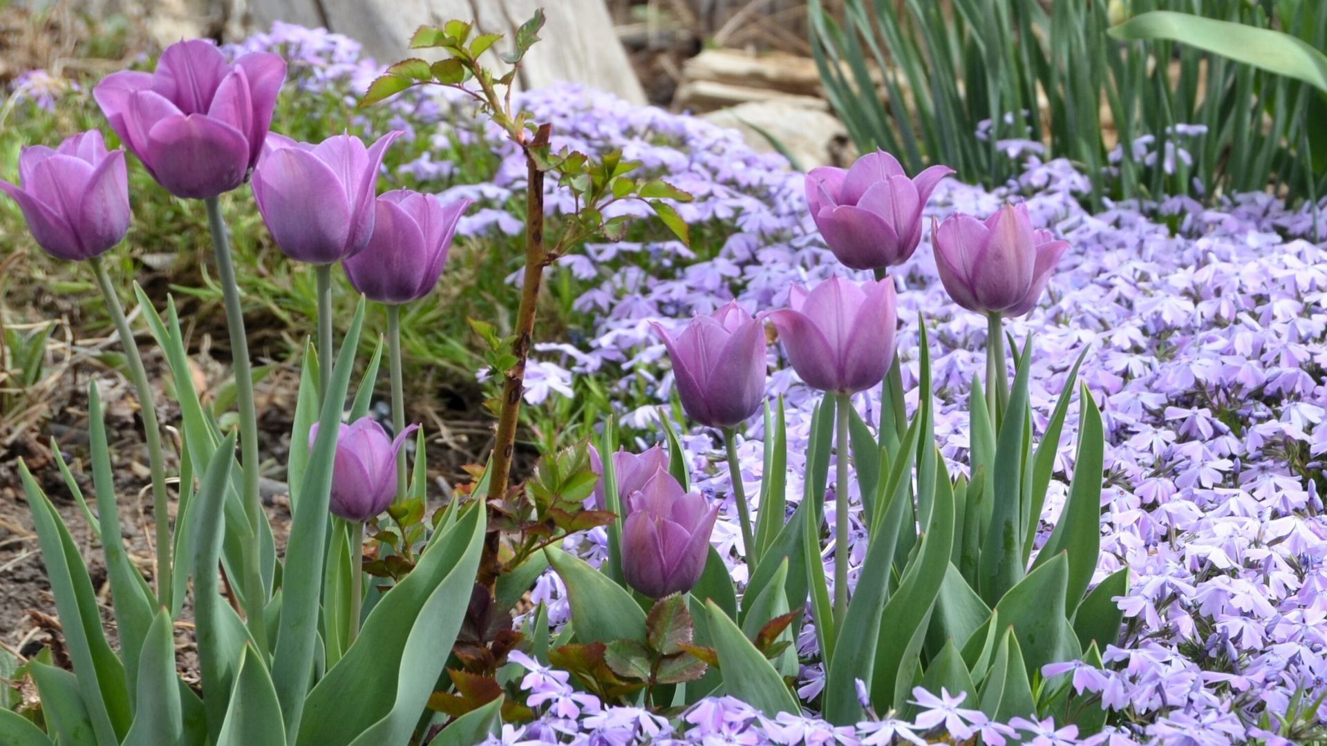 How To Cut Back Bulbs After Flowering | Gardening Know How
