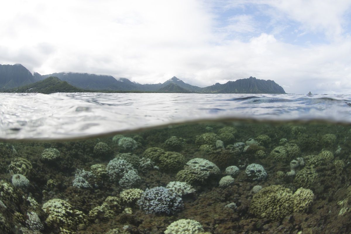 Chilling Photos Show Coral Bleaching Across the Globe | Live Science