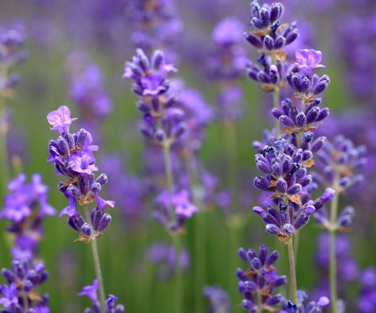 How to get rid of silverfish: 5 expert-approved methods | Homes and Gardens