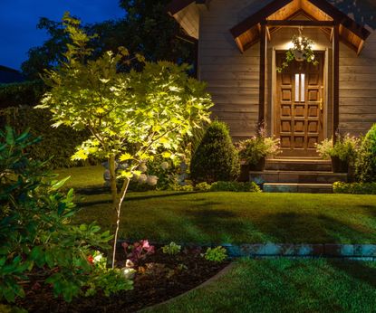 How to uplight a tree – expert methods | Homes and Gardens