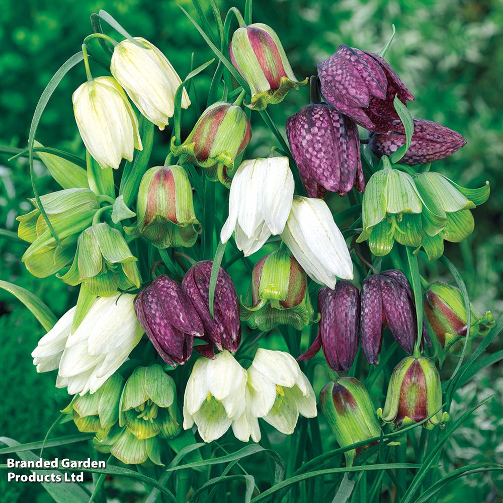 When to plant fritillaria bulbs | Ideal Home
