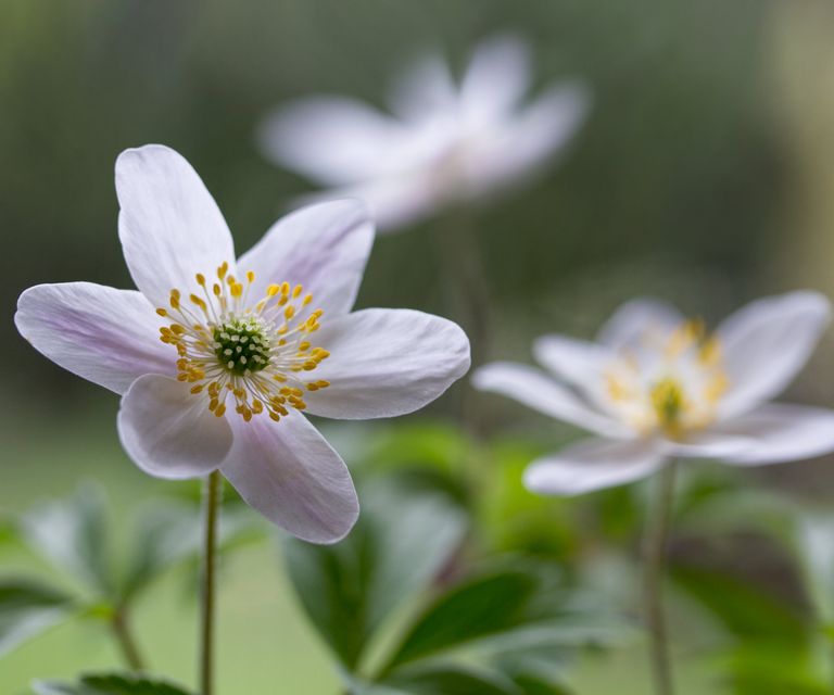 when to plant anemone bulbs for healthy plants | Homes and Gardens