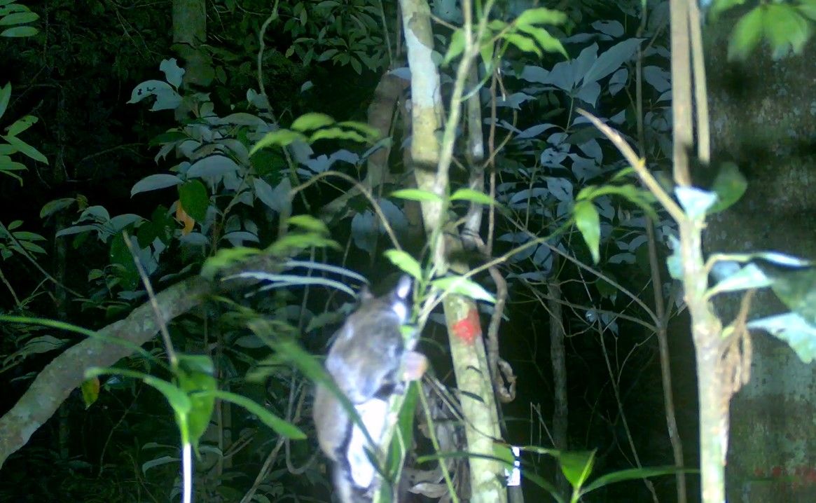 Flying squirrels in China have discovered a clever new trick to store ...