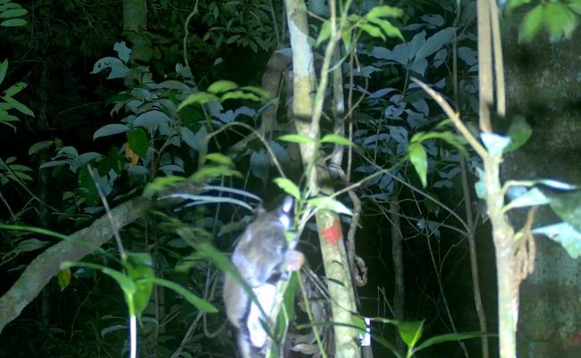 Flying squirrels in China have discovered a clever new trick to store ...