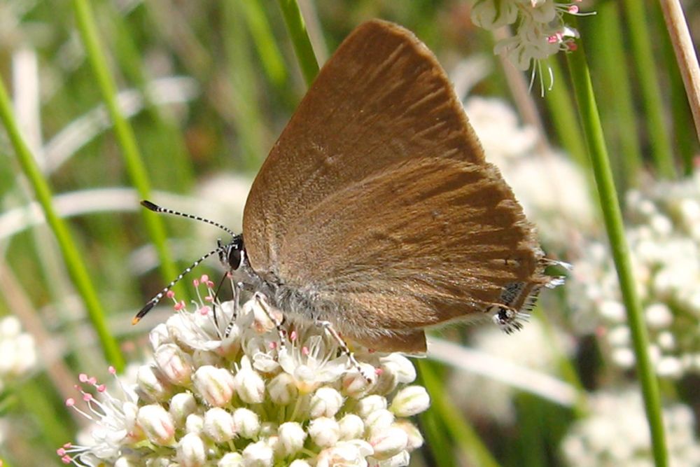 In Photos: Beautiful Butterflies of the American Deserts | Live Science