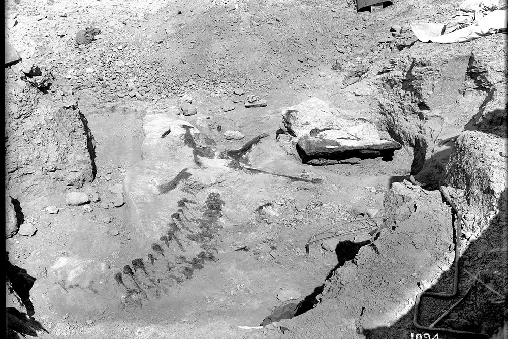 In Images: A New Look at T. Rex and Its Relatives | Live Science