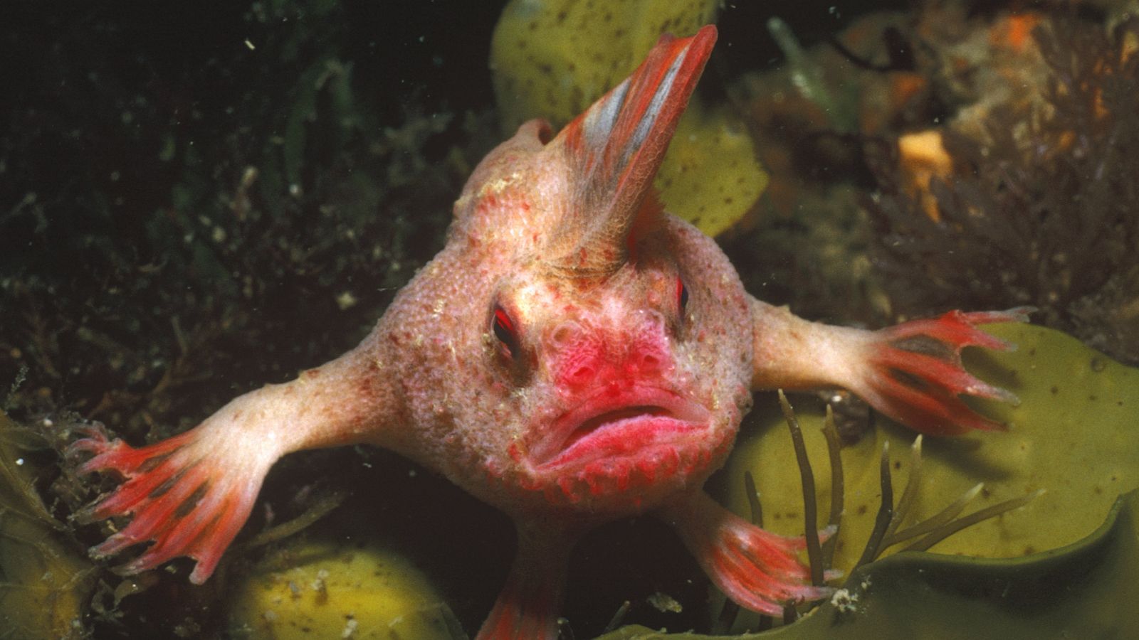 Red handfish: A tiny, moody fish with hands for fins and an extravagant ...