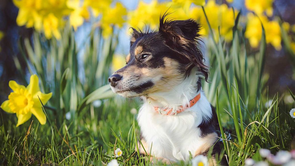 Are spring bulbs poisonous to pets? Experts discuss dangers | Homes and ...