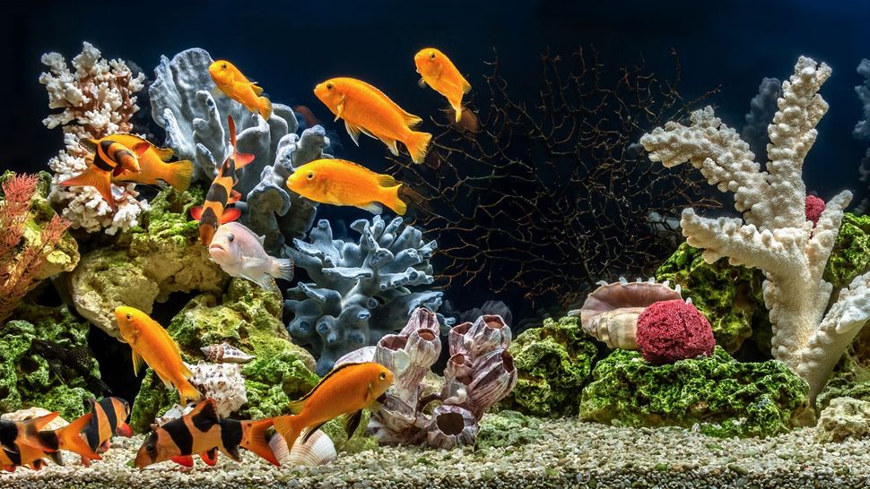How to improve your fish’s life and make it better | PetsRadar