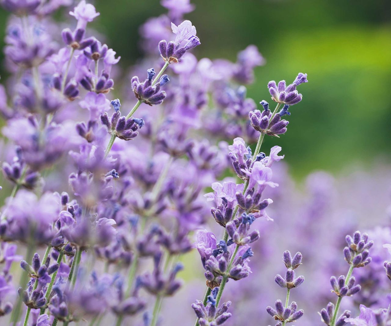 Can you plant lavender in the fall? When you can and can't | Homes and ...
