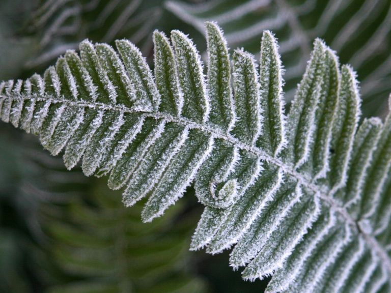 Cold Hardy Ferns That Can Withstand Winter Weather | Gardening Know How
