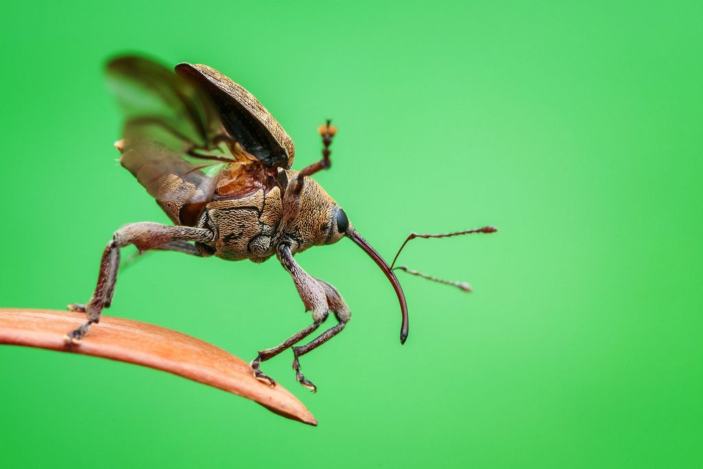 The fascinating — and slightly creepy — winners of the first-ever Bug ...