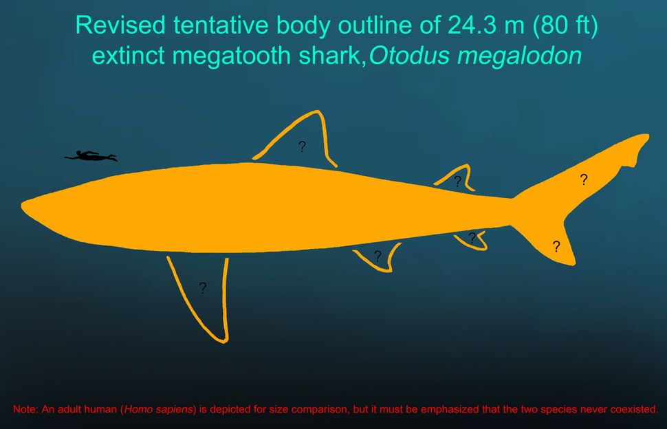 Megalodon may have grown up to 80 feet long — far larger than previous ...