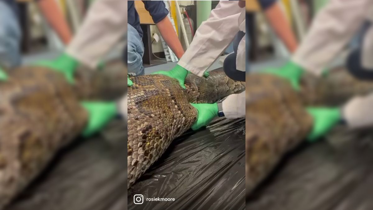 Gruesome Video Reveals The Moment A 5 Foot Alligator Corpse Was Cut From The Gut Of A Dead