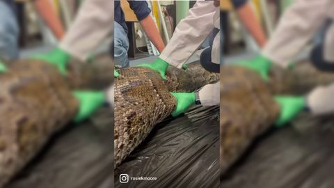 Gruesome video reveals the moment a 5-foot alligator corpse was cut ...