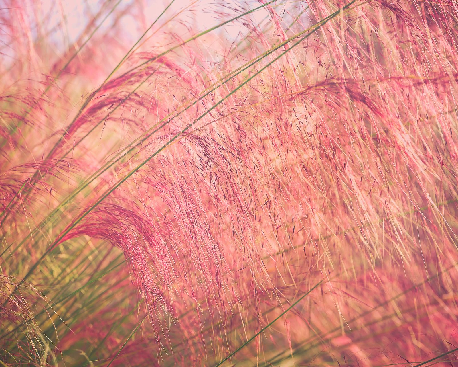 6 Beautiful Ornamental Grasses That Pollinators Love | Gardening Know How