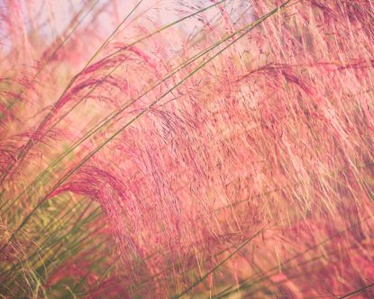 6 Beautiful Ornamental Grasses That Pollinators Love | Gardening Know How