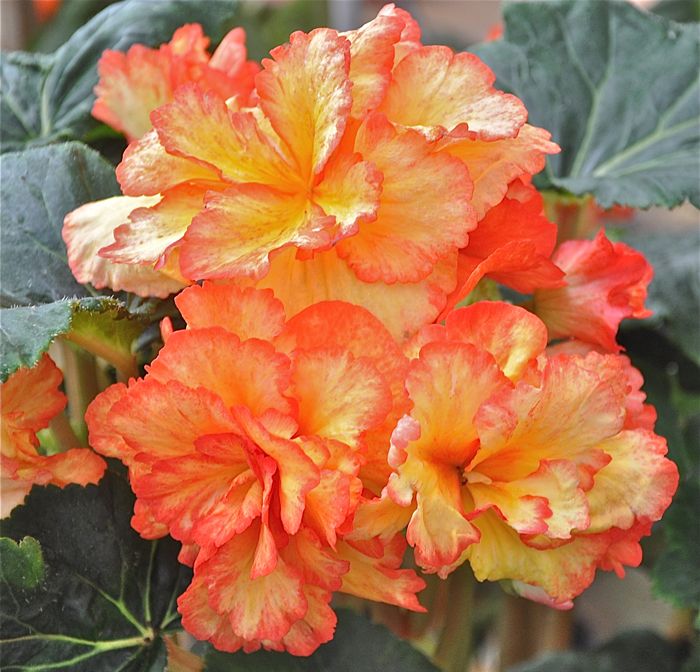 Flower Photos: Beautiful Begonias | Live Science