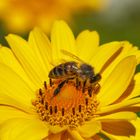 Earpod Tree Care - Information About Growing Earpod Trees | Gardening ...