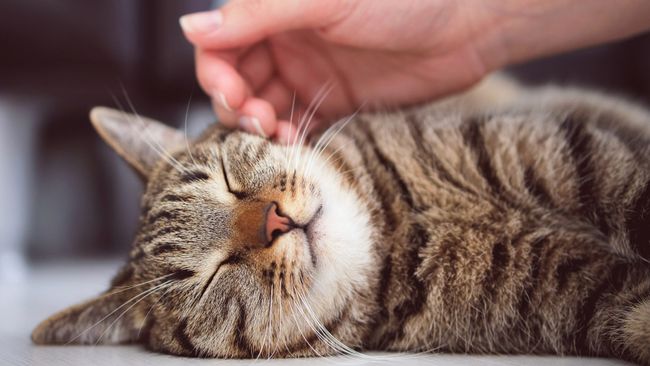 Why does my cat drool when I pet him? An expert explains | PetsRadar
