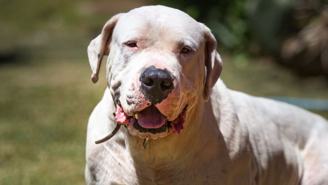 11 different types of Mastiff breeds from across the world | PetsRadar