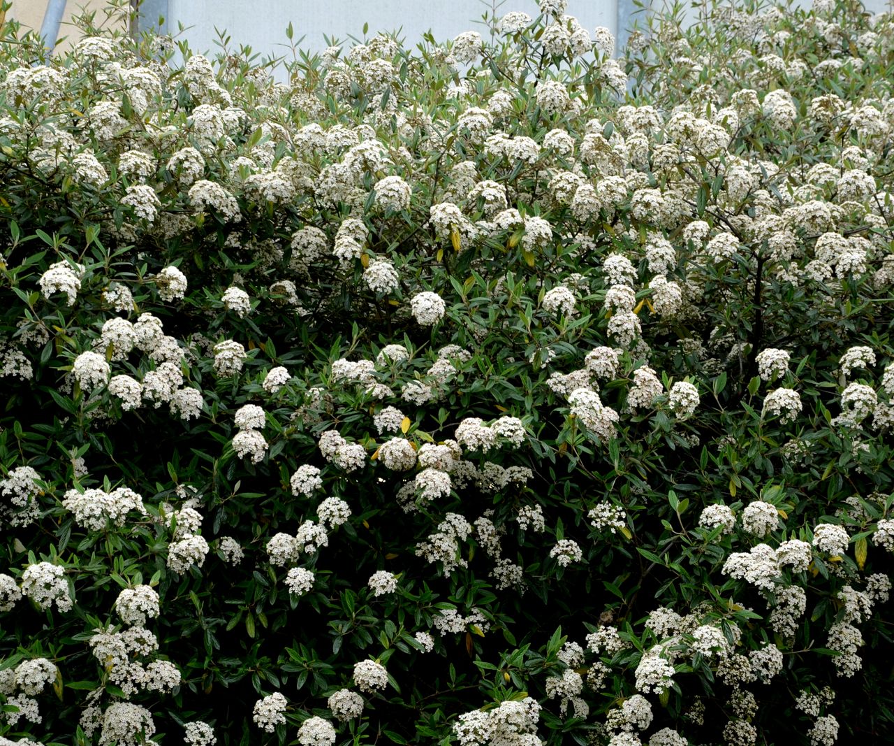 8 All-Star Low-Maintenance Hedges for Your Yard | Gardening Know How