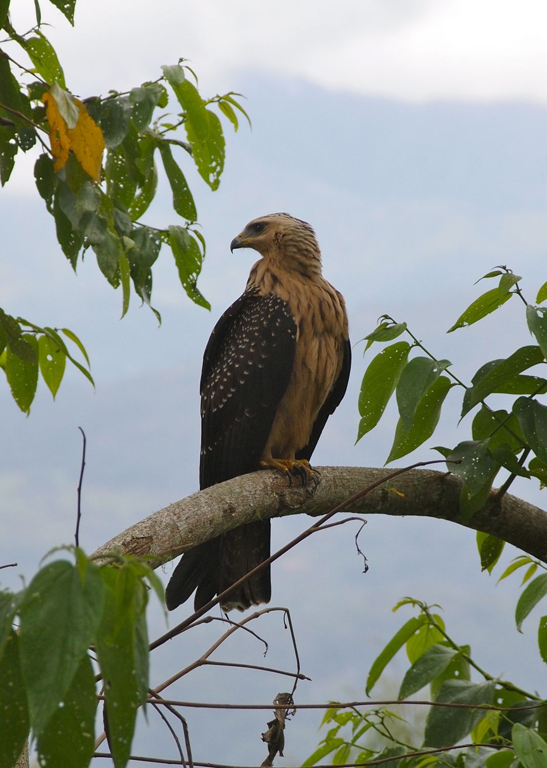 Torajaland: The Land That Time Forgot | Live Science