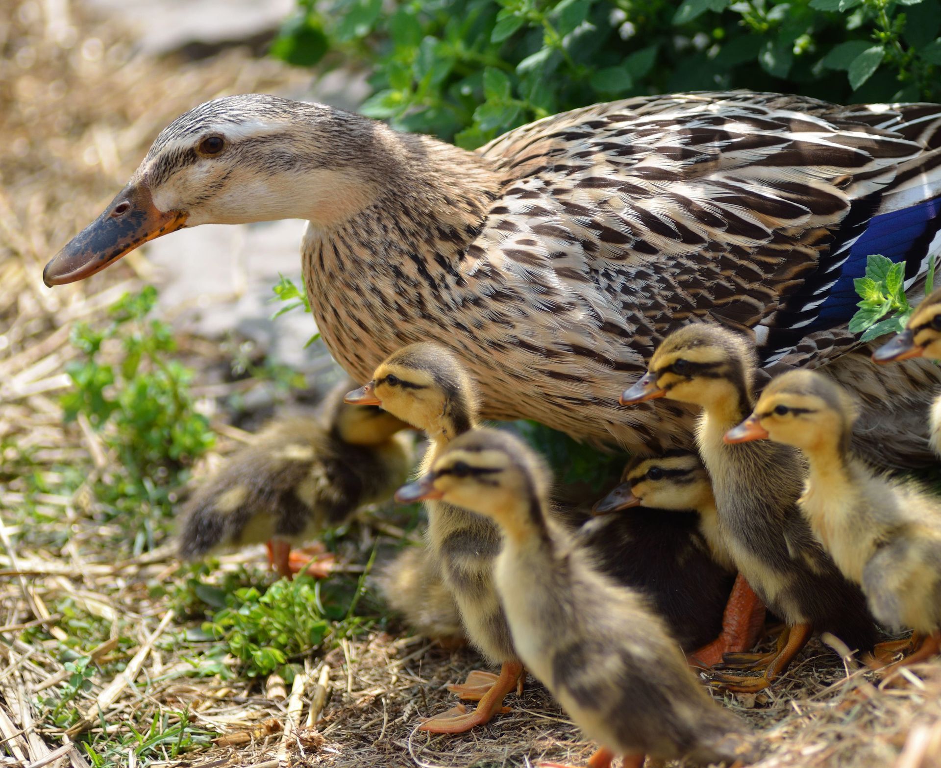 How to keep ducks, and why you should to control slugs | Homes and Gardens