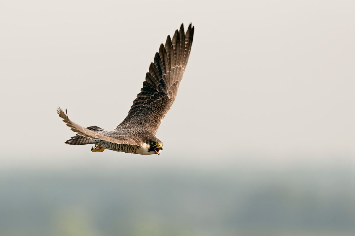 'It is hard to beat the excitement of watching a peregrine you have ...