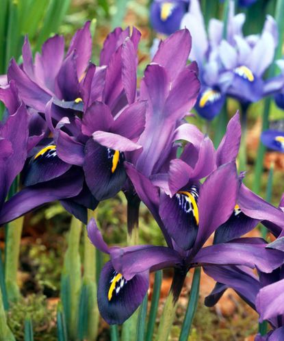 Best spring flowering plants: 25 picks for seasonal blooms | Gardeningetc