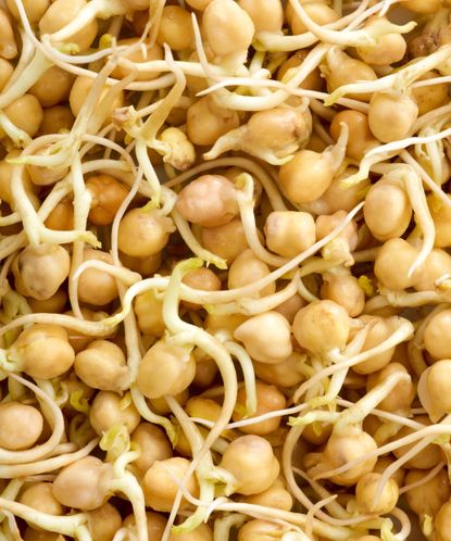 How to grow chickpeas: expert tips to grow garbanzo beans | Homes and ...