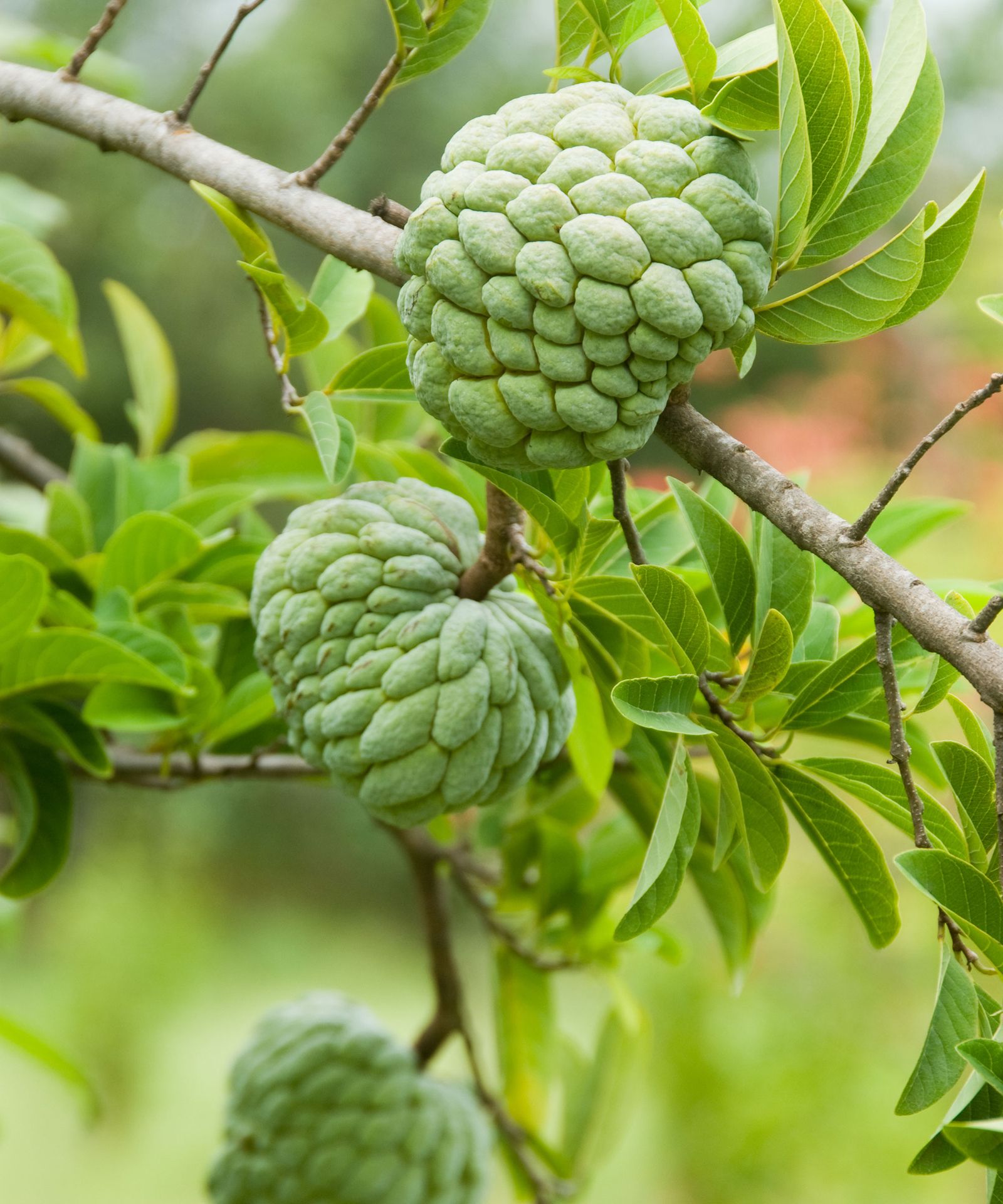 Cherimoya care and growing guide: how to grow custard apples | Homes ...