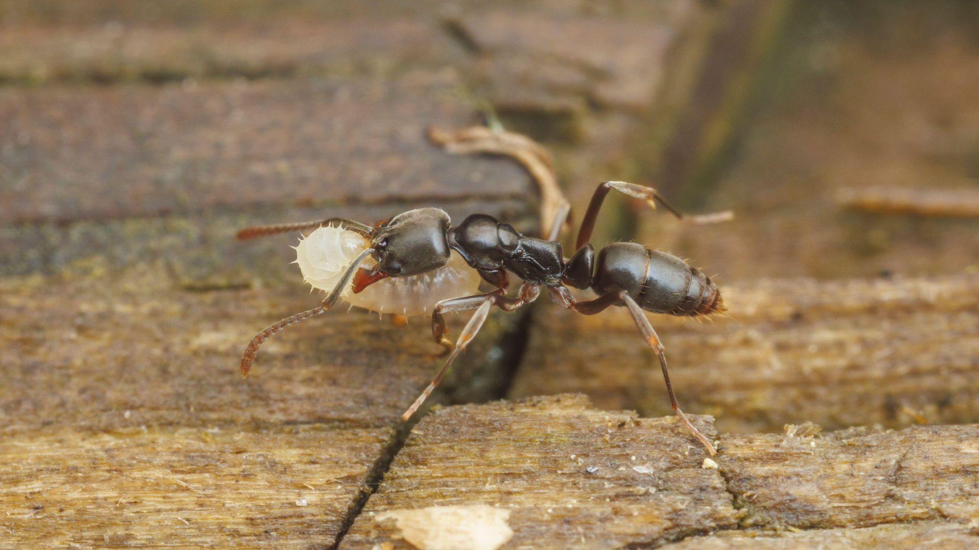 Invasive Asian needle ants are surging in US Southeast — and their bite ...