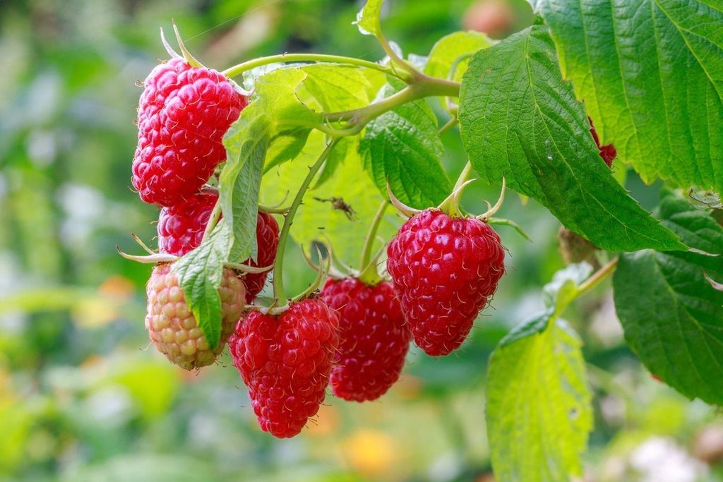 Hot Weather Raspberries - Selecting Raspberries For Zone 8 Gardens ...