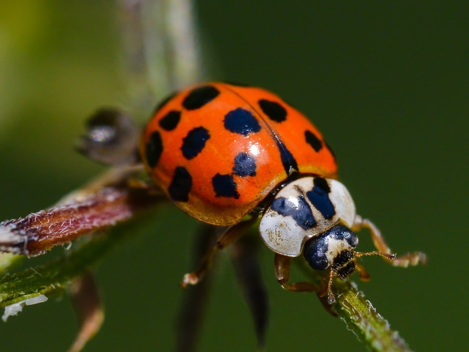 Differences Between Lady Beetles: Identifying Asian Lady Beetles ...