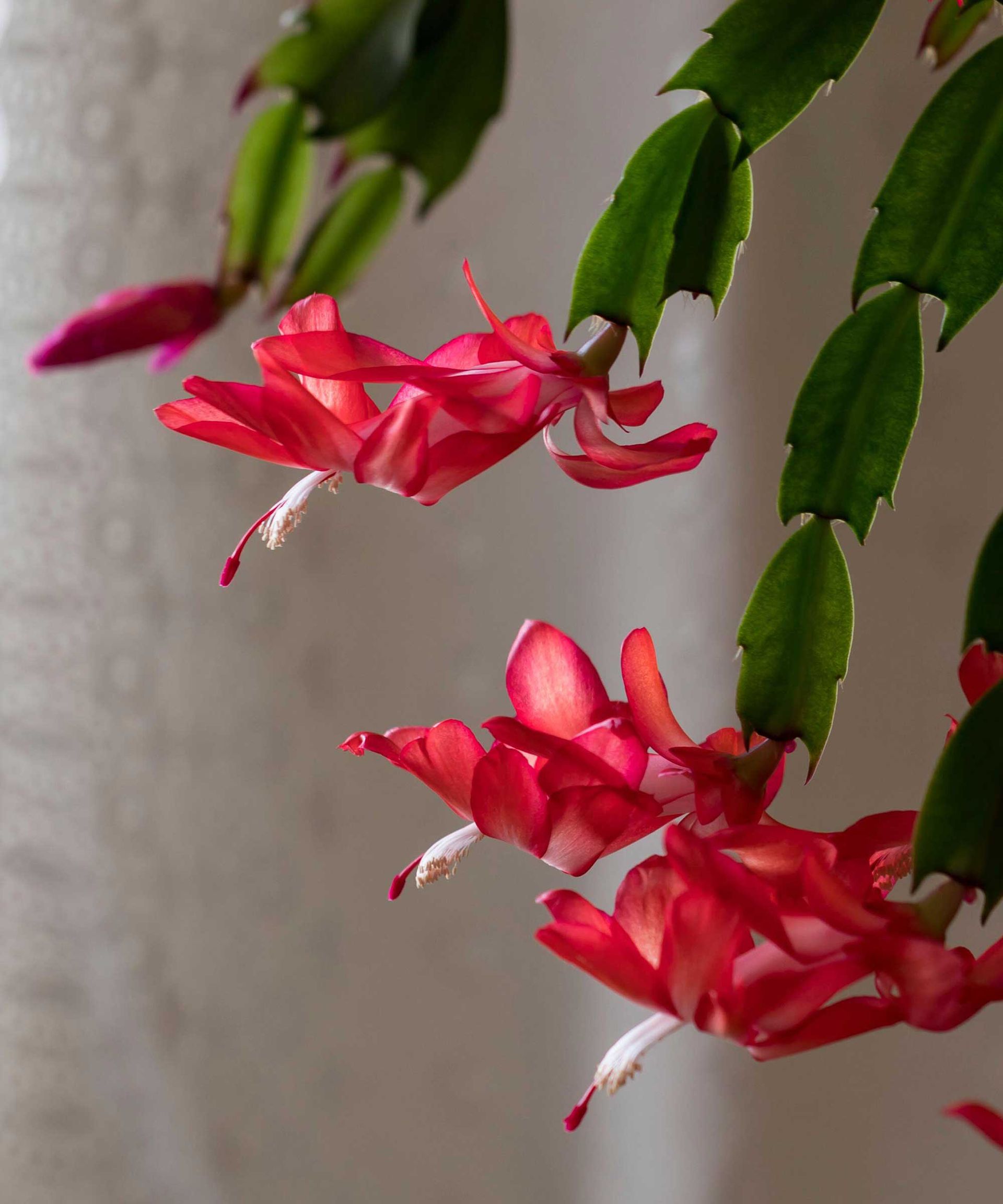 How to care for a Thanksgiving cactus: expert growing advice | Homes ...