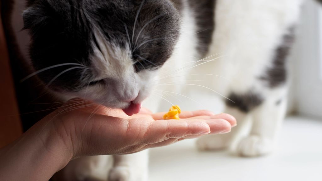 Can cats eat corn? What to know before you feed | PetsRadar
